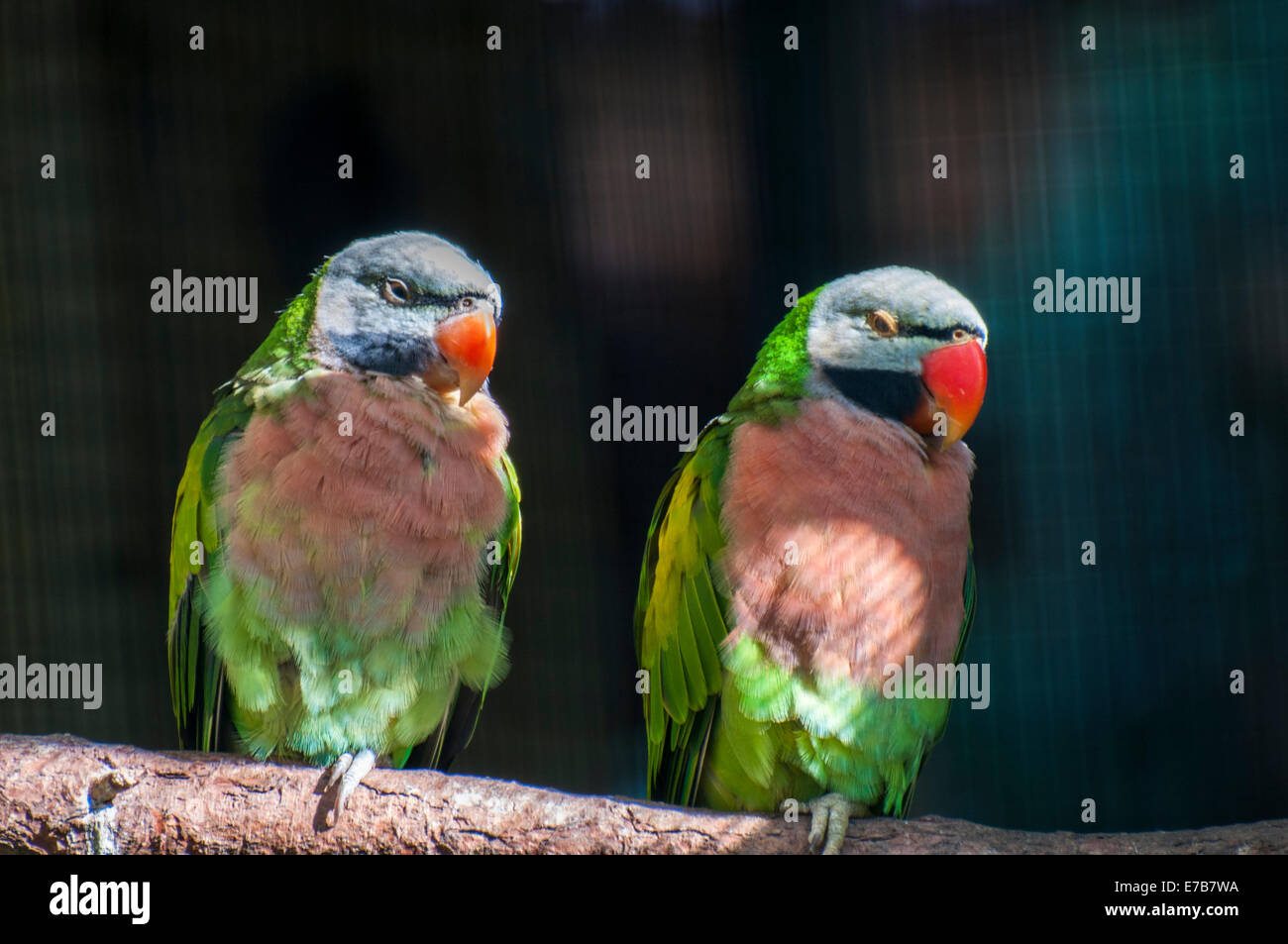 Parrot on a stick hi-res stock photography and images - Alamy