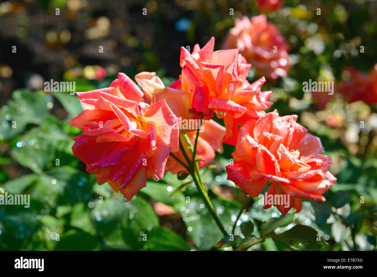 Pink roses with morning dew in a garden, small DOF Stock Photo - Alamy