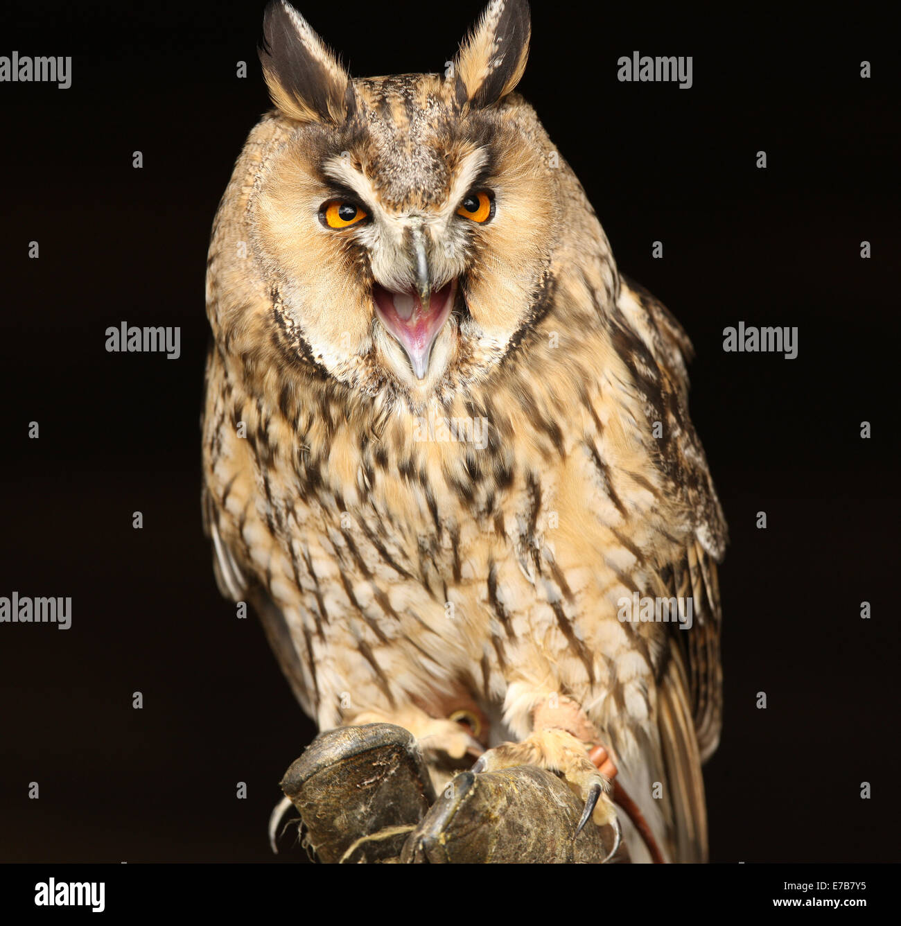 Screeching hi-res stock photography and images - Alamy