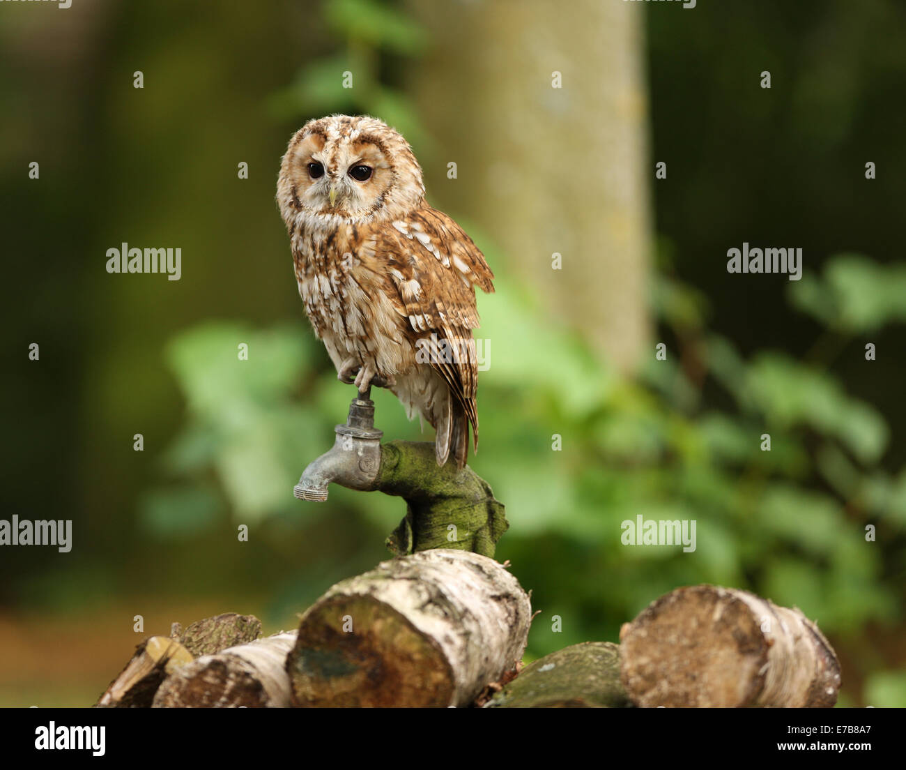Tawny owl eyes head hi-res stock photography and images - Alamy