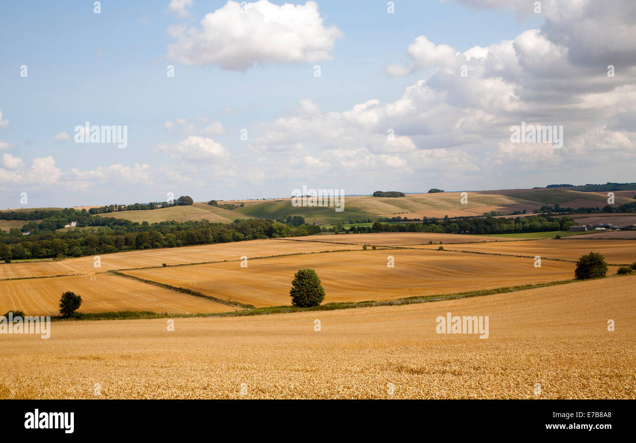Summer chalk landscape of golden rolling arable fields view west from ...