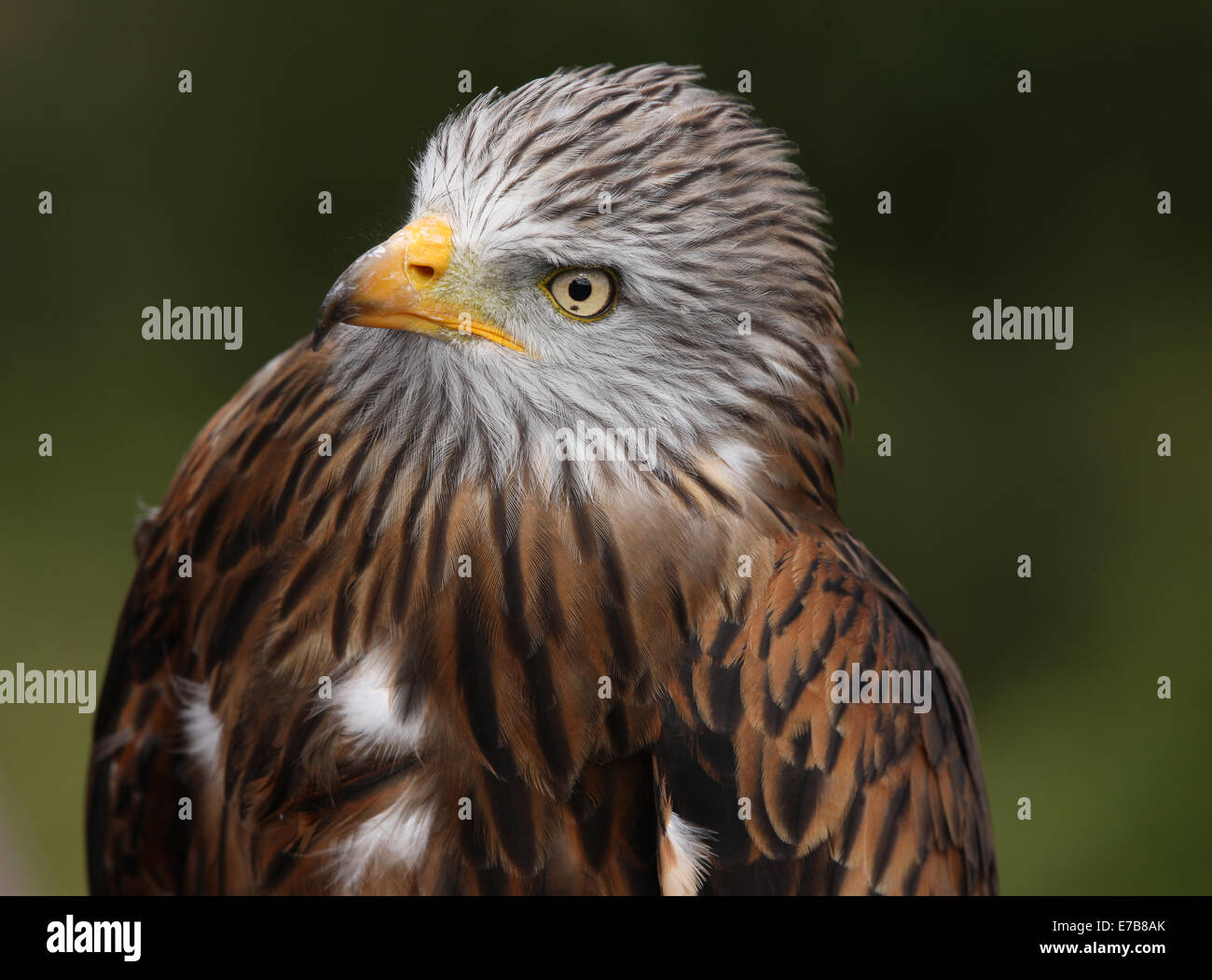 Portrait of a Red Kite Stock Photo - Alamy