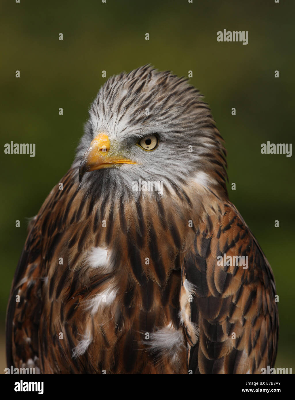 Red kite feathers close up hi-res stock photography and images - Alamy