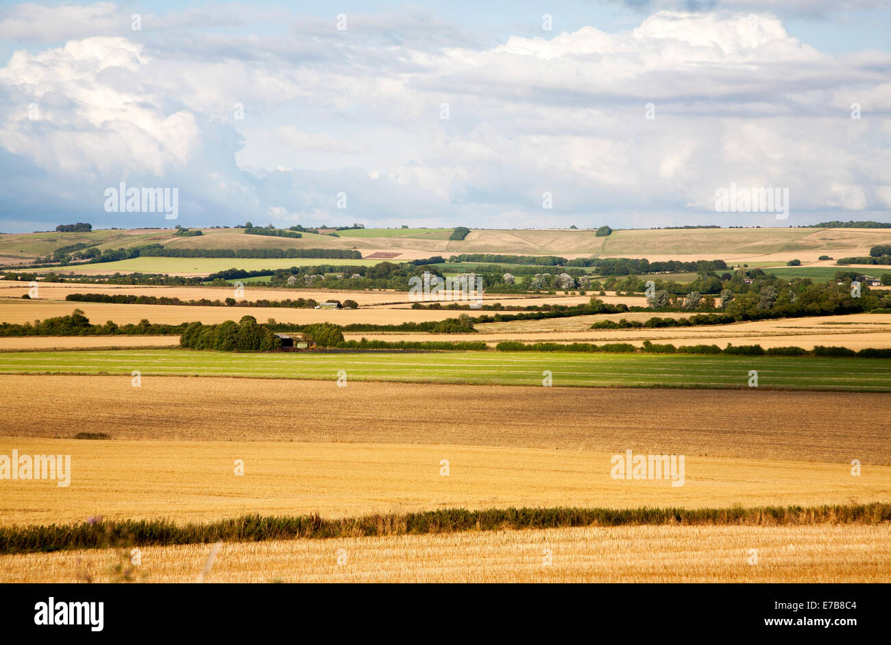 Summer chalk landscape of golden rolling arable fields view north west ...