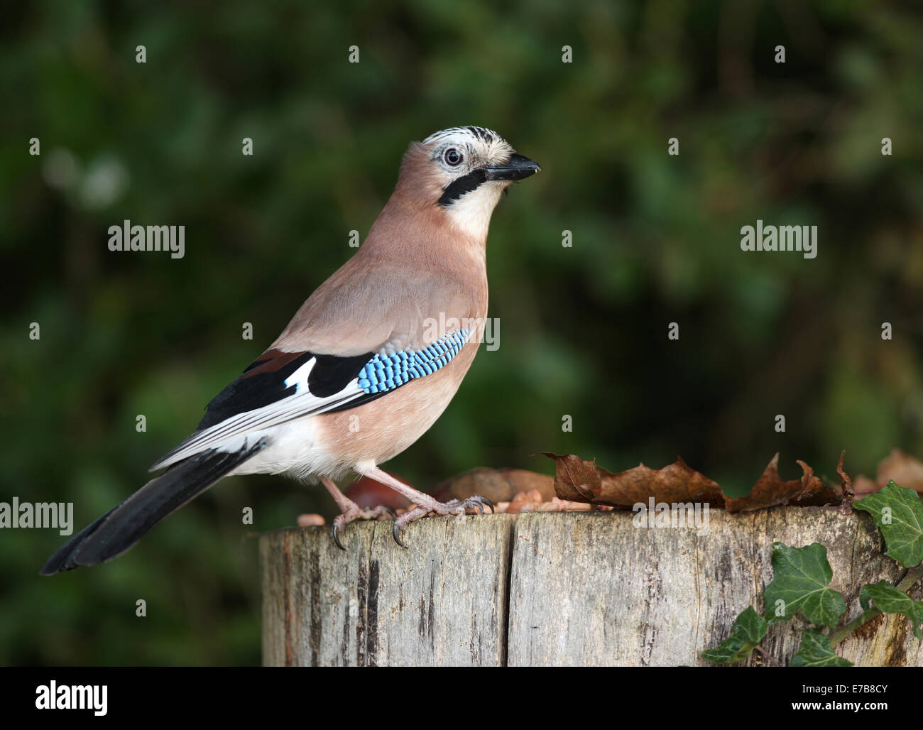 Portrait of a jay hi-res stock photography and images - Alamy