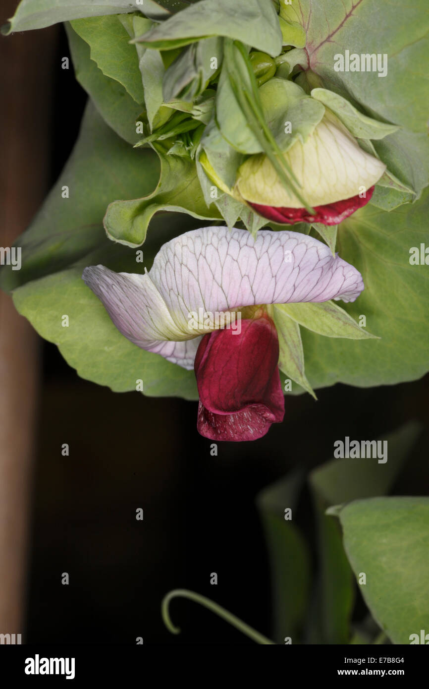 Pea shiraz hi-res stock photography and images - Alamy