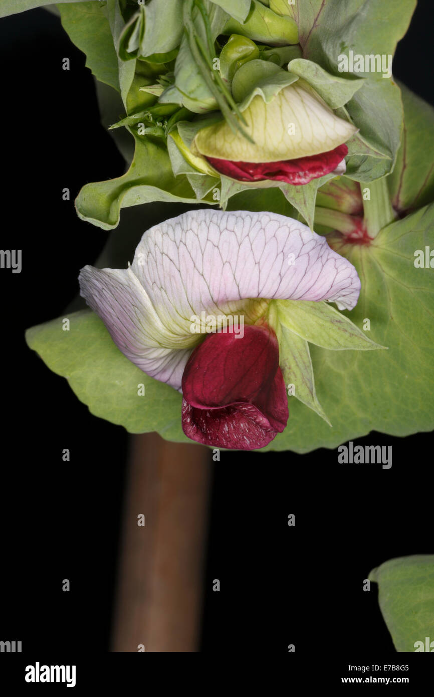 Purple Mangetout pea flower. 'Shiraz' Pisum sativum 'Shiraz' Stock ...