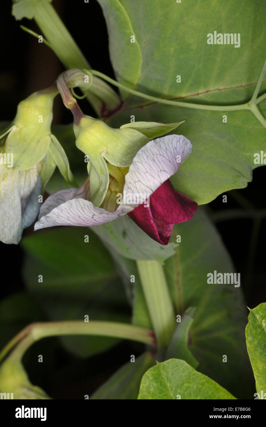 Pea shiraz hi-res stock photography and images - Alamy