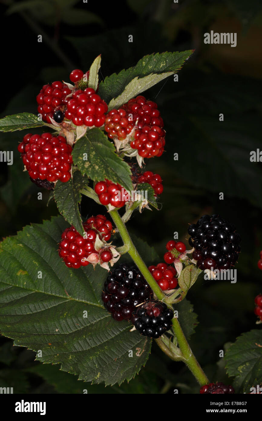 Primocane hi-res stock photography and images - Alamy