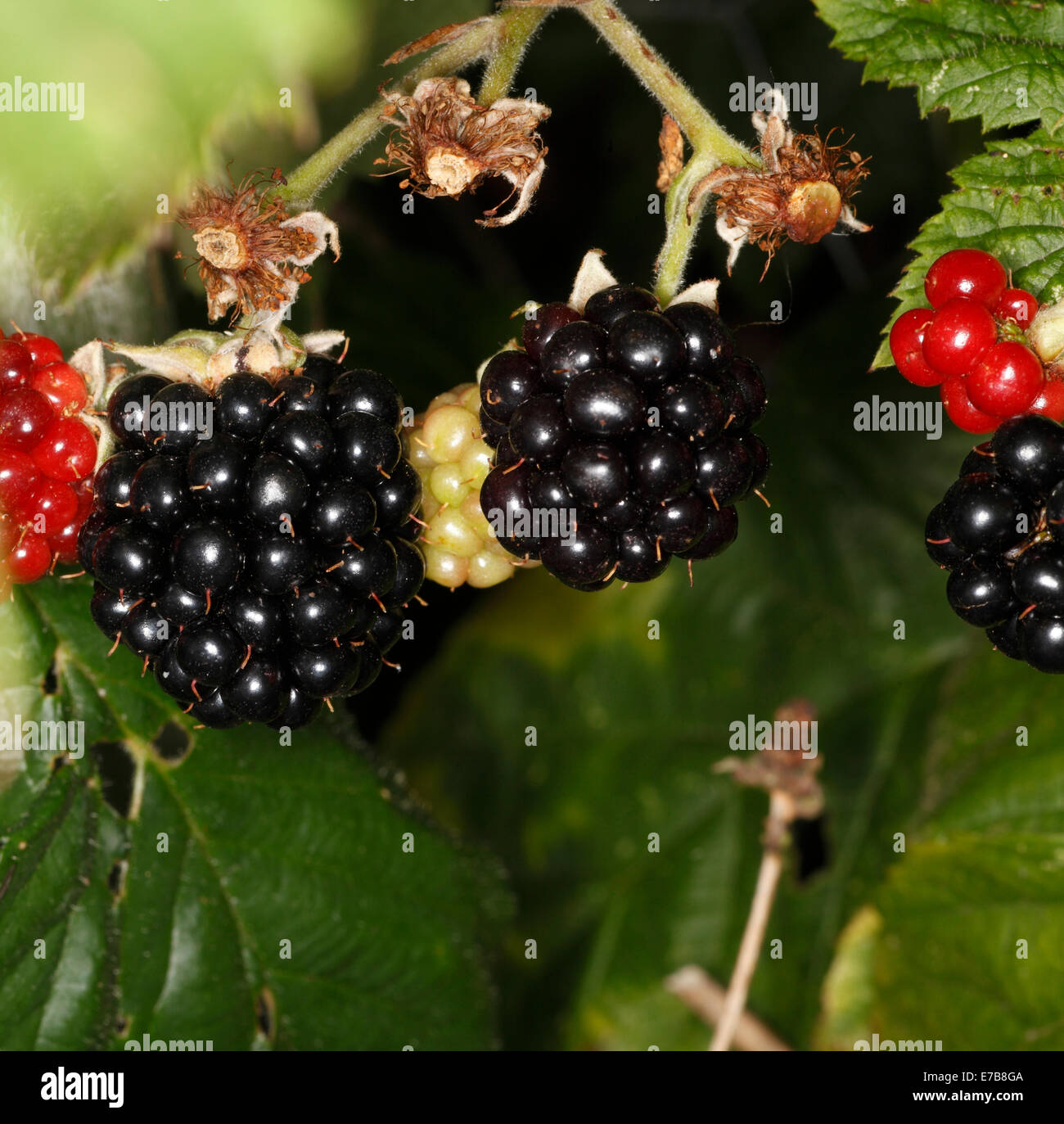 Reuben berry hi-res stock photography and images - Alamy