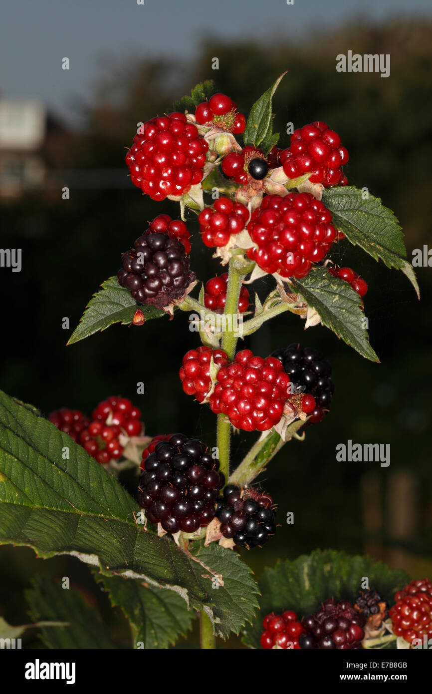 Reuben berry hi-res stock photography and images - Alamy