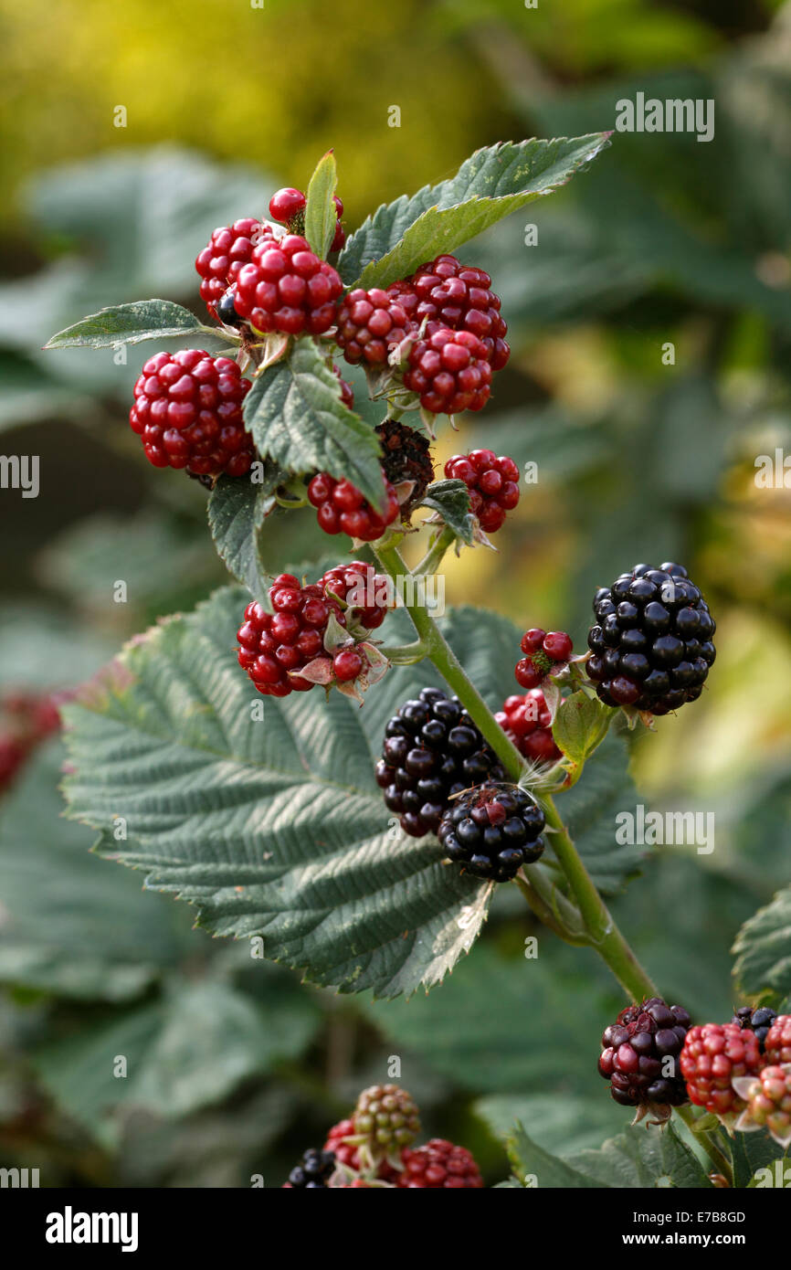 Reuben berry hi-res stock photography and images - Alamy