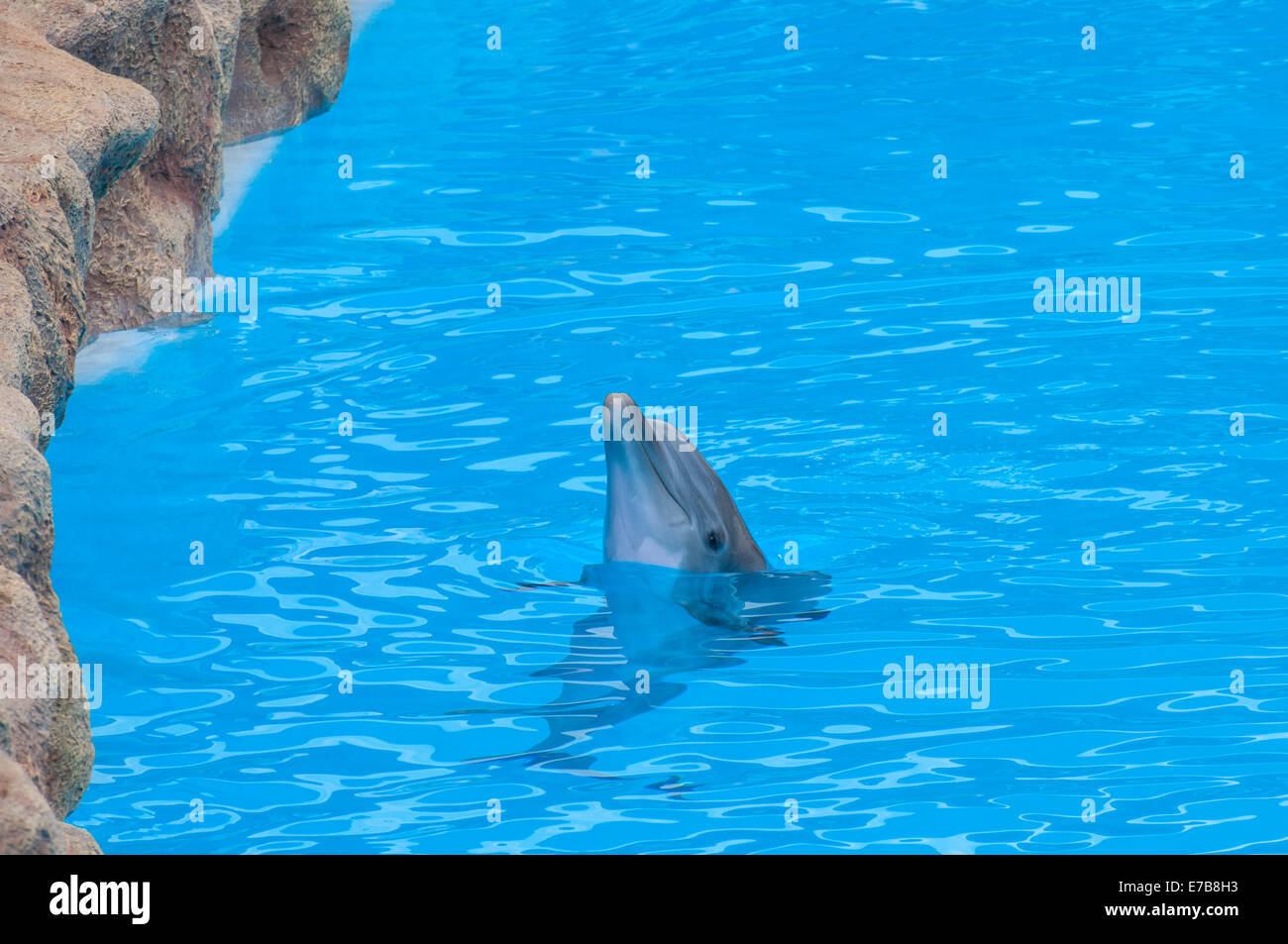Saltwater dolphin hi-res stock photography and images - Alamy