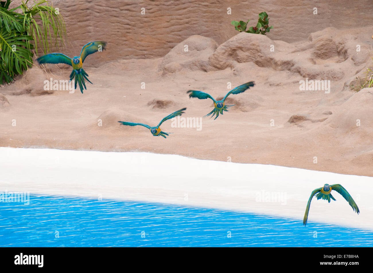 parrots flying around a lake in the forest Stock Photo - Alamy