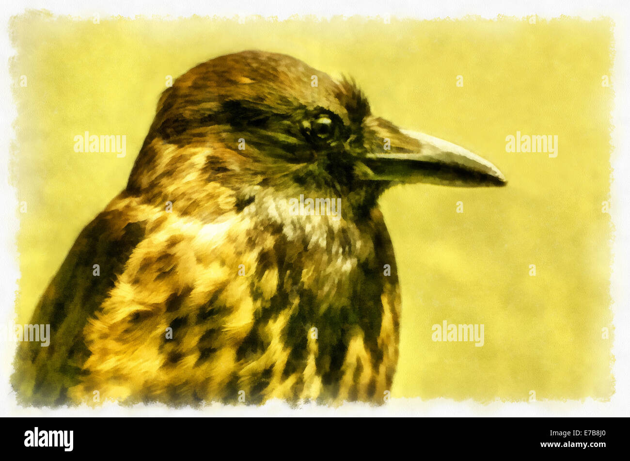 Illustrations Hybrid black and gray crows, watercolor Stock Photo - Alamy