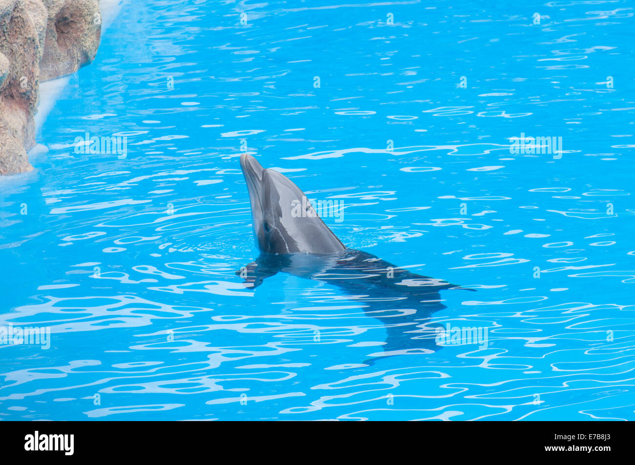 dolphins swimming in the saltwater pool Stock Photo - Alamy