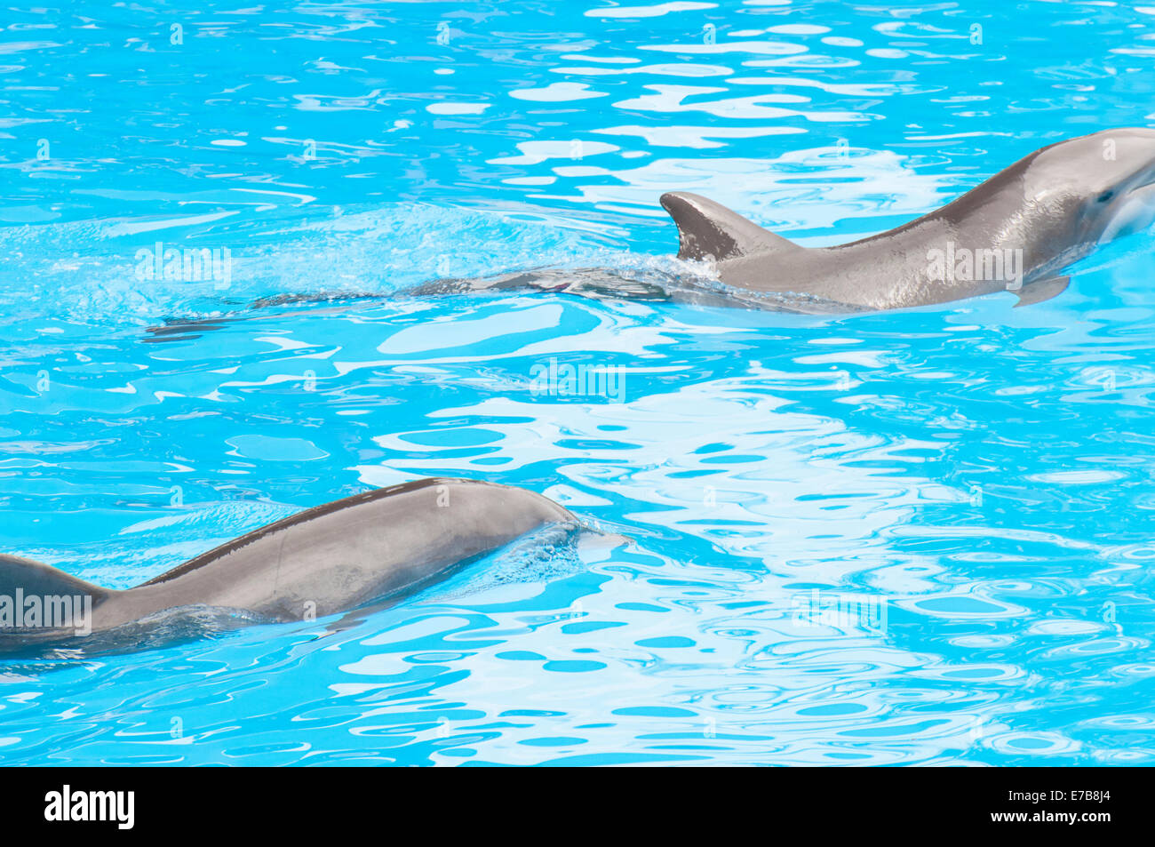 dolphins swimming in the saltwater pool Stock Photo - Alamy