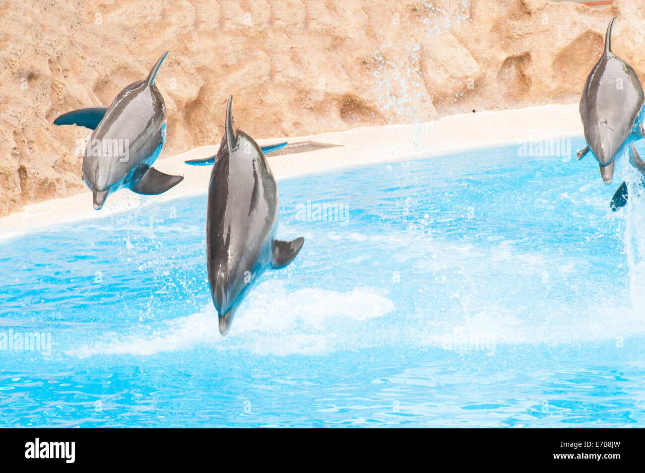 dolphins swimming in the saltwater pool Stock Photo - Alamy