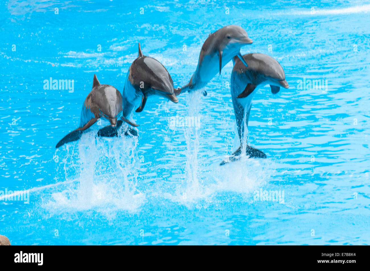 dolphins swimming in the saltwater pool Stock Photo - Alamy