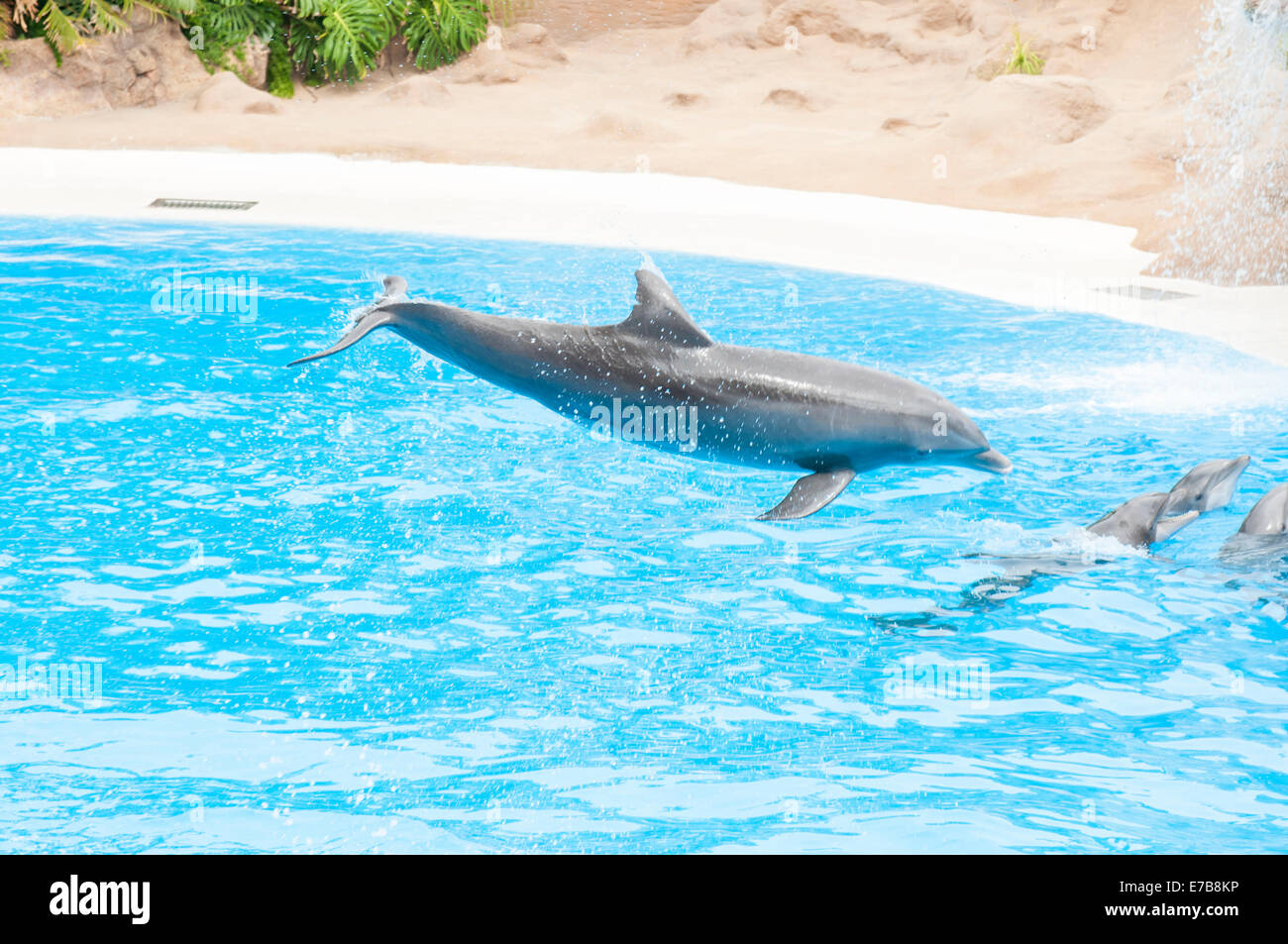 dolphins swimming in the saltwater pool Stock Photo - Alamy