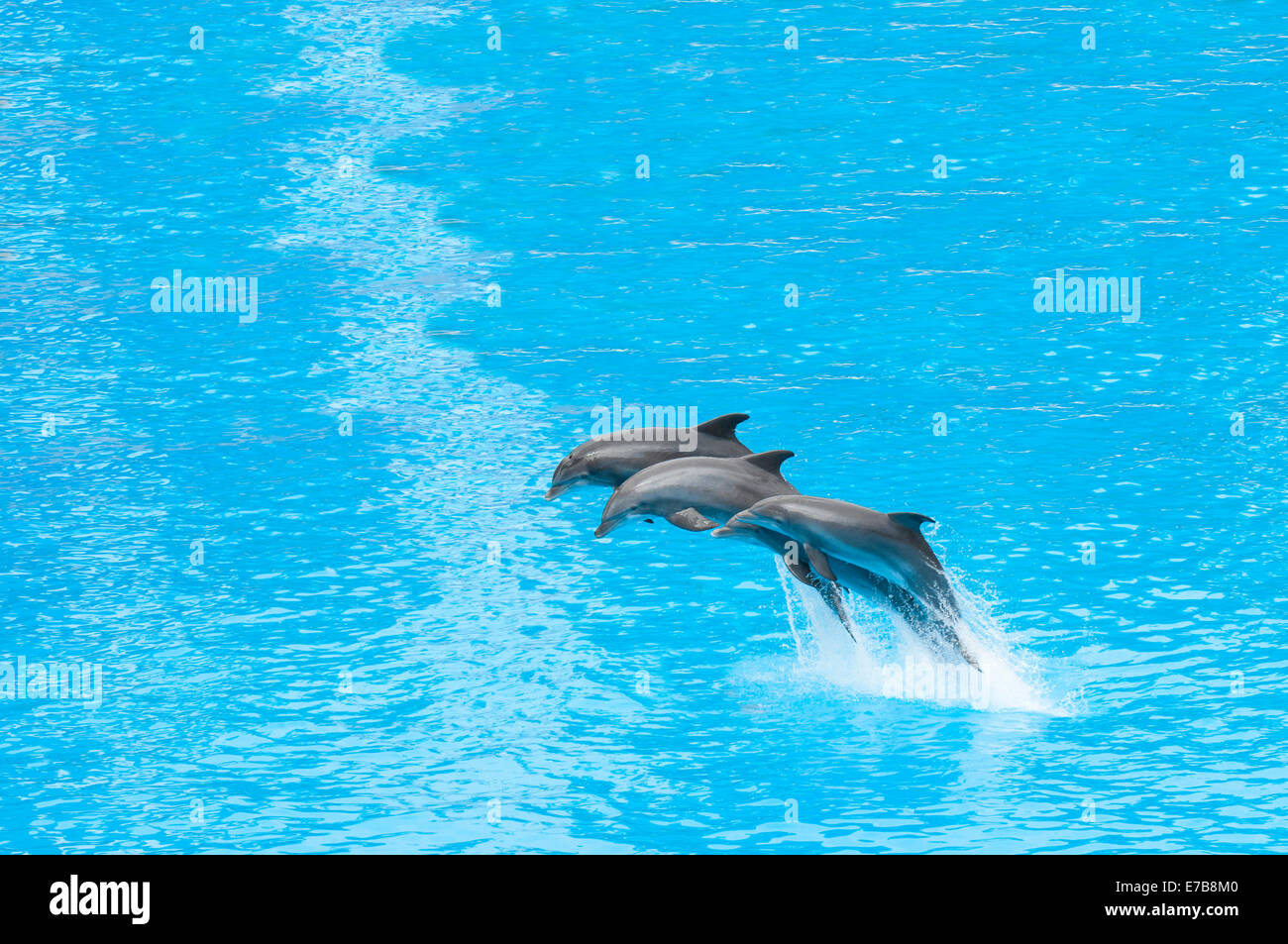 dolphins swimming in the saltwater pool Stock Photo - Alamy