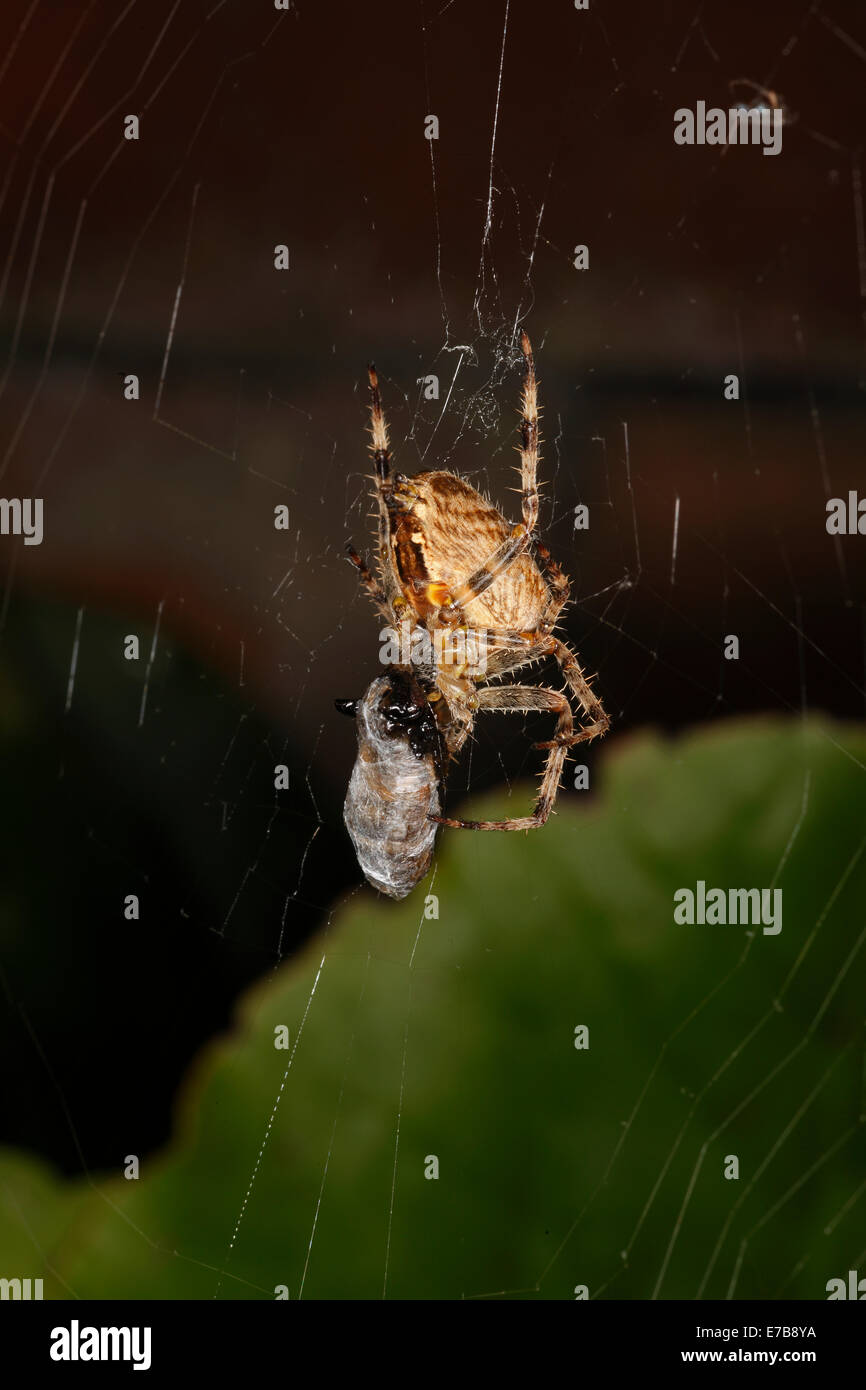 Araneus Diadematus British Garden Spider in its web with its prey ...