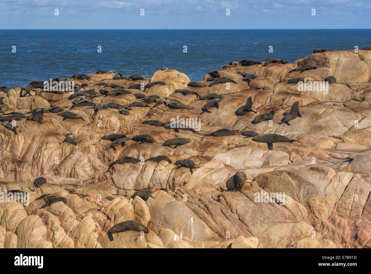 Fauna landscape hi-res stock photography and images - Alamy
