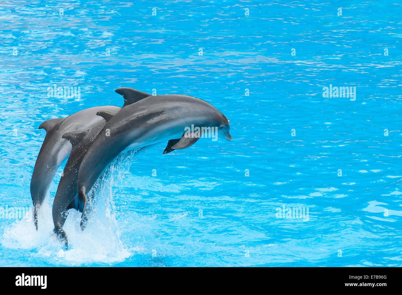 dolphins swimming in the saltwater pool Stock Photo - Alamy
