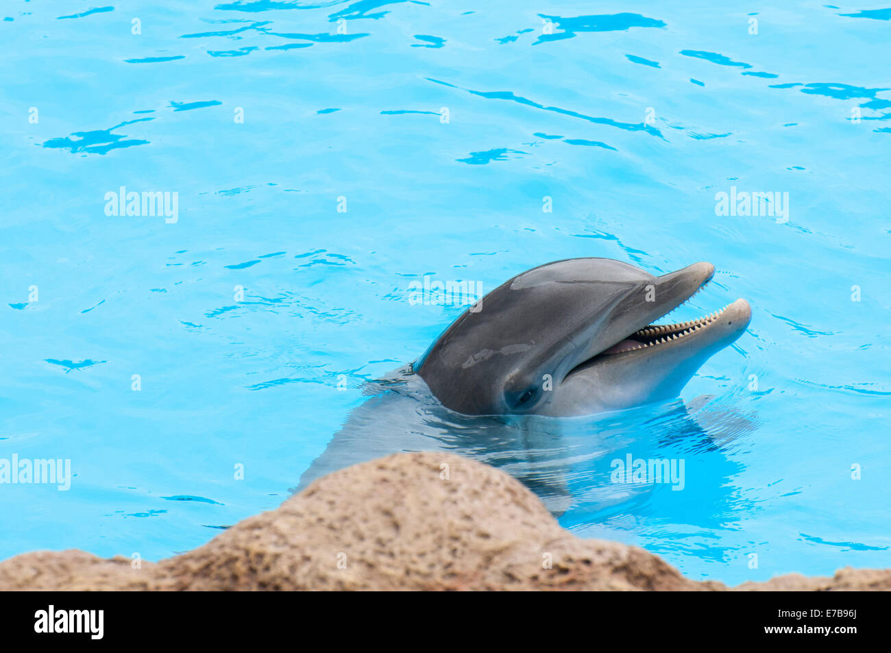 dolphins swimming in the saltwater pool Stock Photo - Alamy