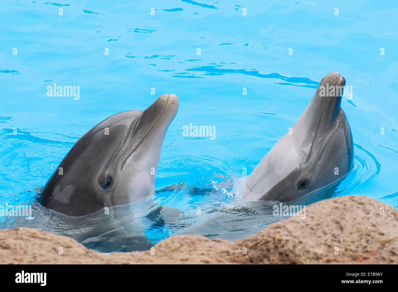 dolphins swimming in the saltwater pool Stock Photo - Alamy