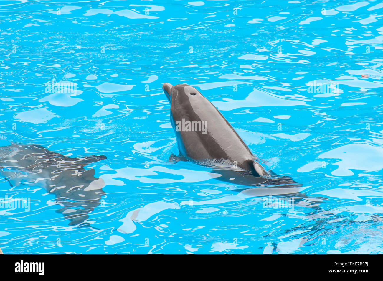 dolphins swimming in the saltwater pool Stock Photo - Alamy