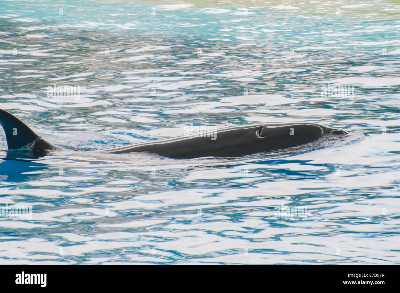 orca swimming in the saltwater pool Stock Photo - Alamy