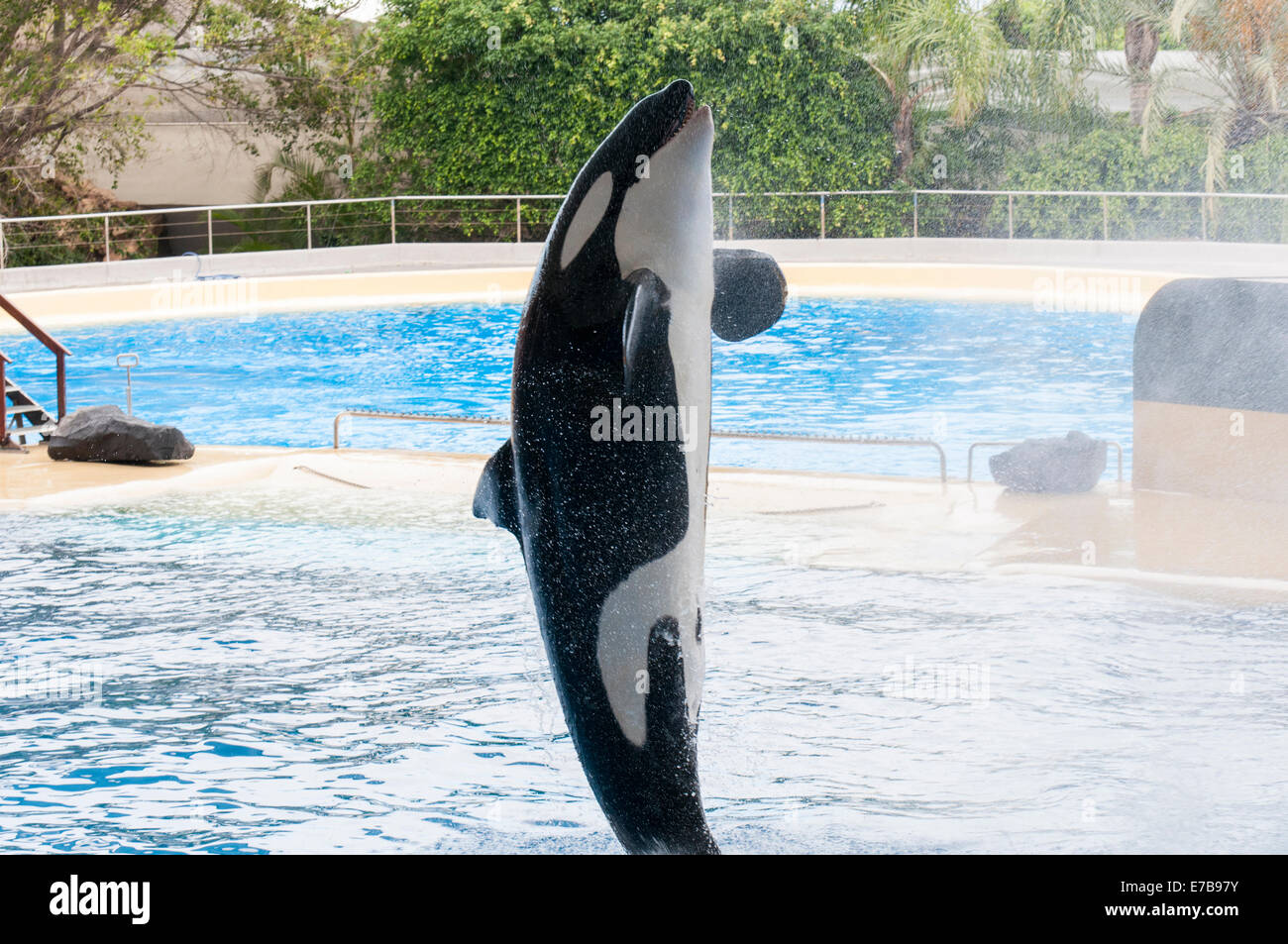 orca swimming in the saltwater pool Stock Photo - Alamy