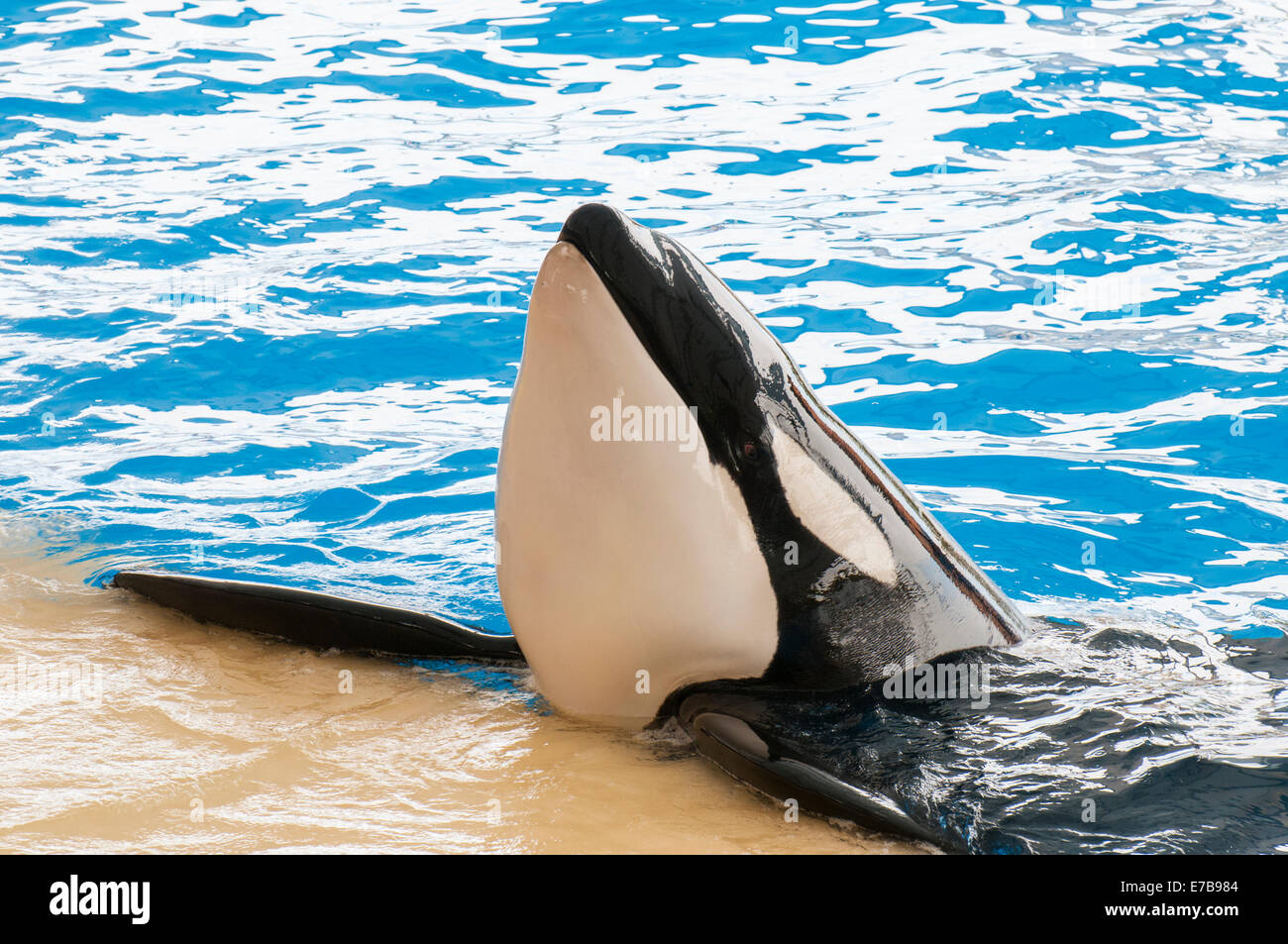 orca swimming in the saltwater pool Stock Photo - Alamy