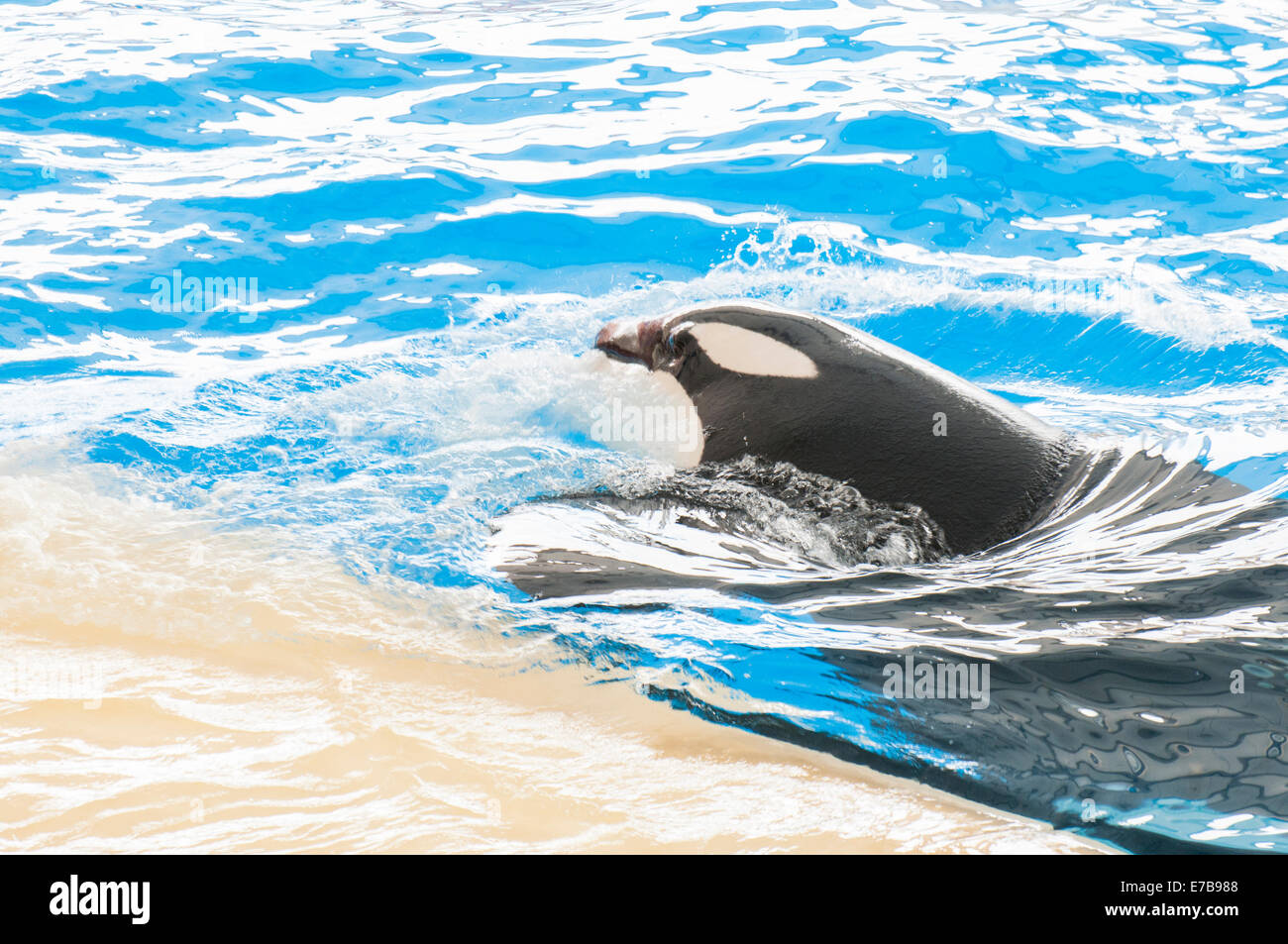 orca swimming in the saltwater pool Stock Photo - Alamy