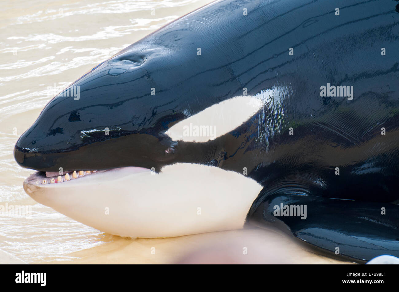 orca swimming in the saltwater pool Stock Photo - Alamy