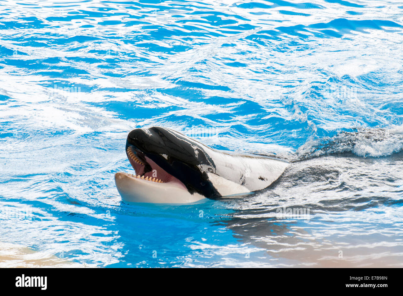 Orca swimming hi-res stock photography and images - Alamy