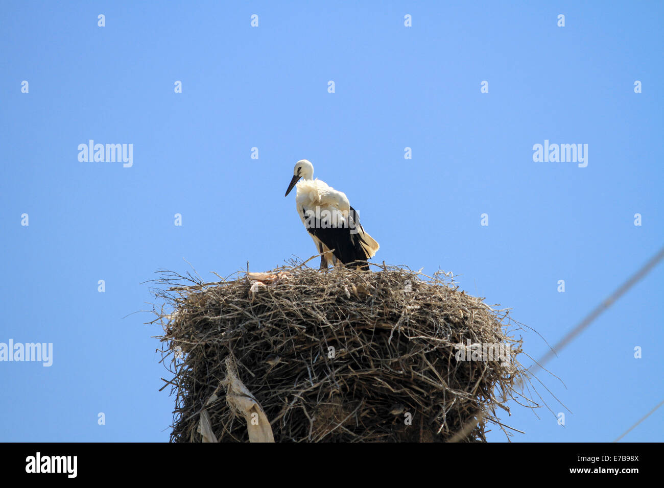storks nesting on an electric pole Photographed in Armenia in June ...