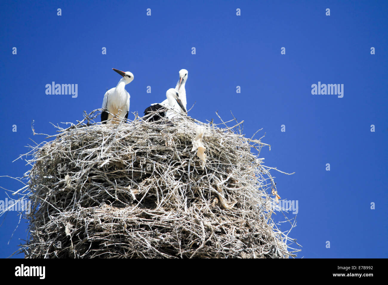 storks nesting on an electric pole Photographed in Armenia in June ...