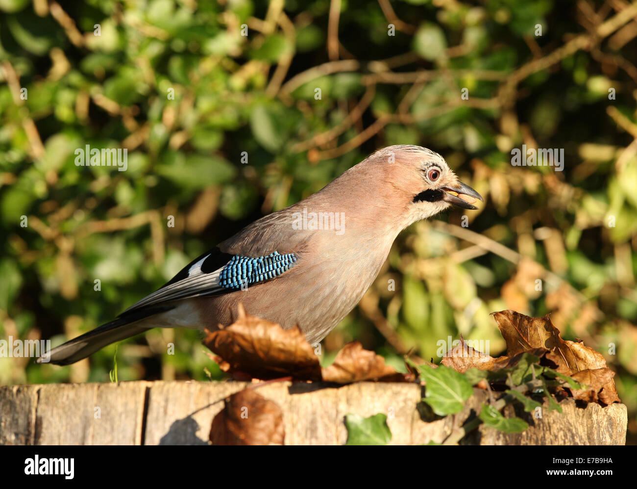 Portrait of a jay on a tree stump in autumn Stock Photo - Alamy