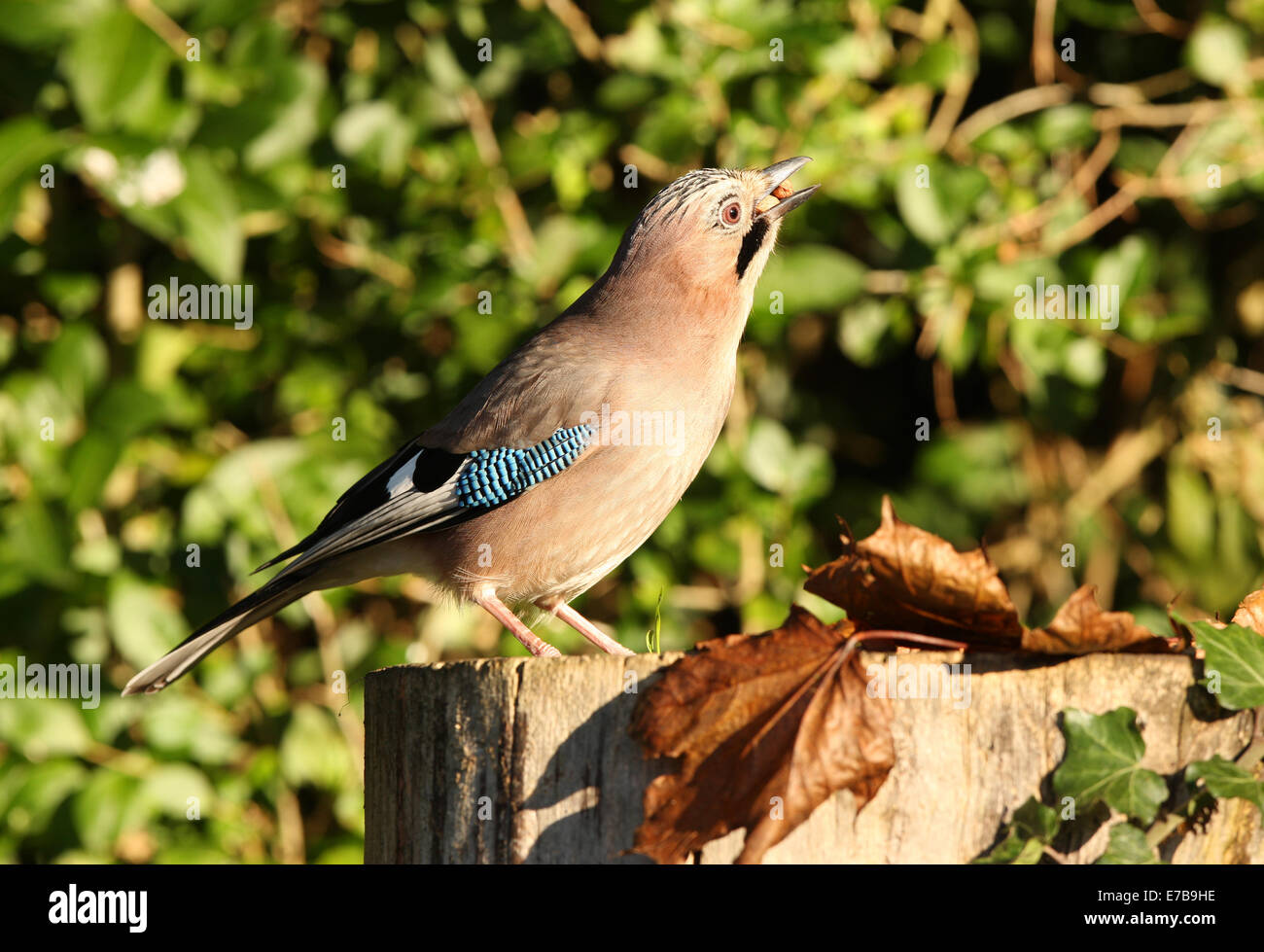 Portrait of a jay on a tree stump in autumn Stock Photo - Alamy