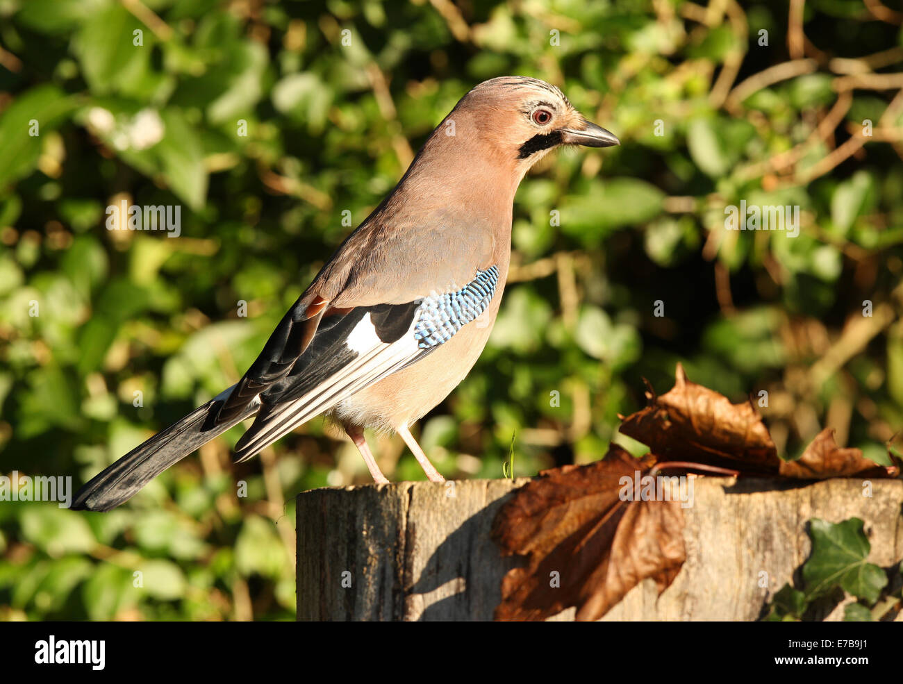 Portrait of a jay hi-res stock photography and images - Alamy