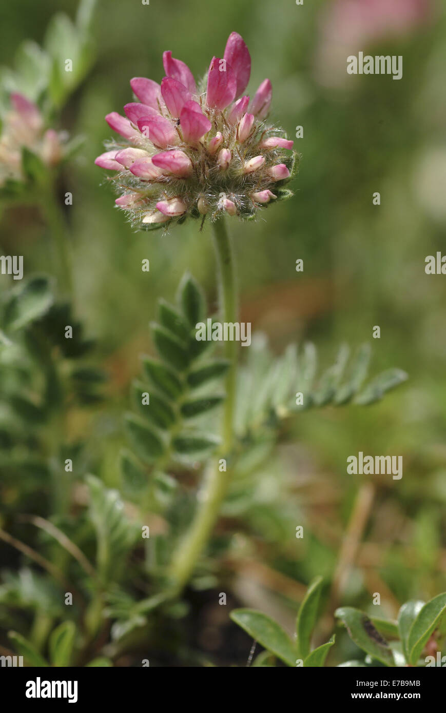 mountain kidney vetch, anthyllis montana Stock Photo - Alamy