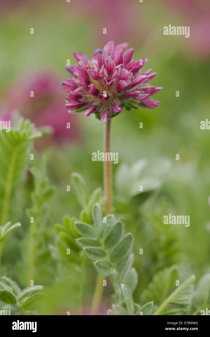 mountain kidney vetch, anthyllis montana Stock Photo - Alamy