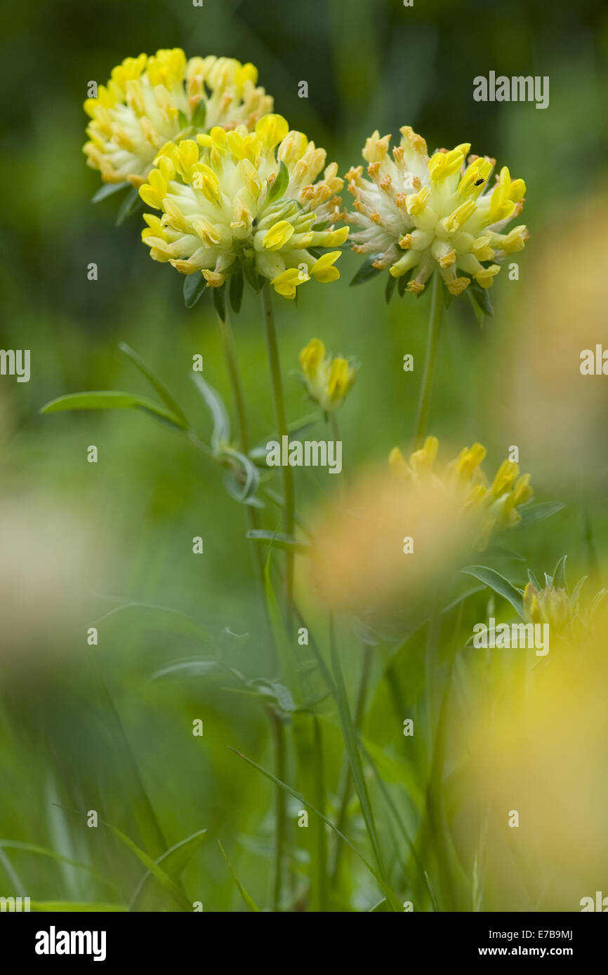 common kidney vetch, anthyllis vulneraria Stock Photo - Alamy