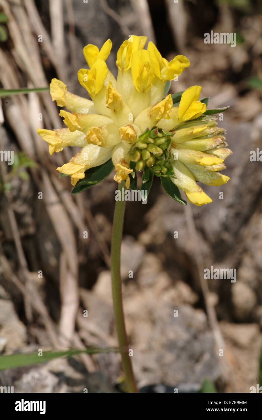 common kidney vetch, anthyllis vulneraria Stock Photo - Alamy