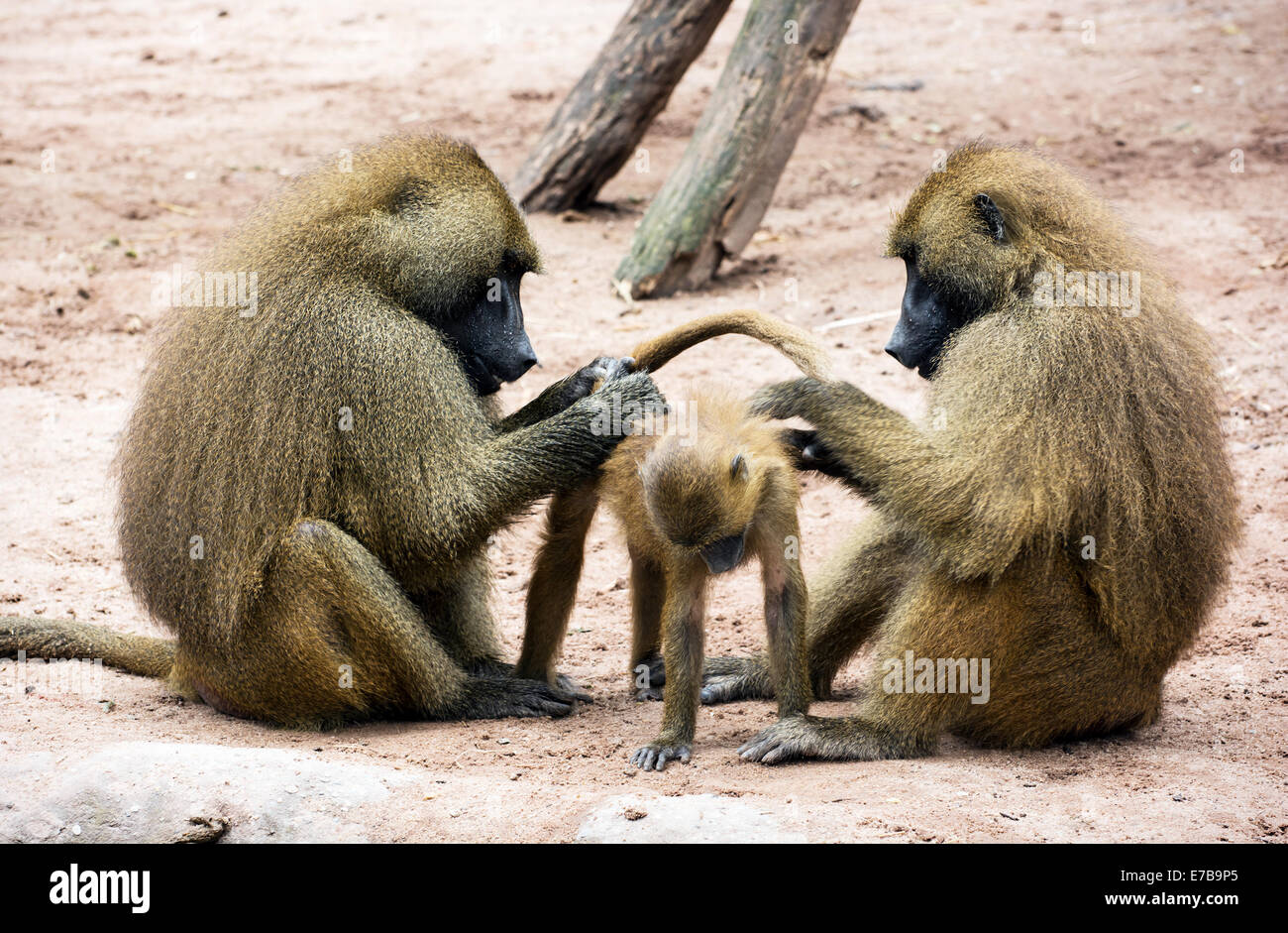 Guinea baboon family (Papio papio). Parents caring for the young Stock ...