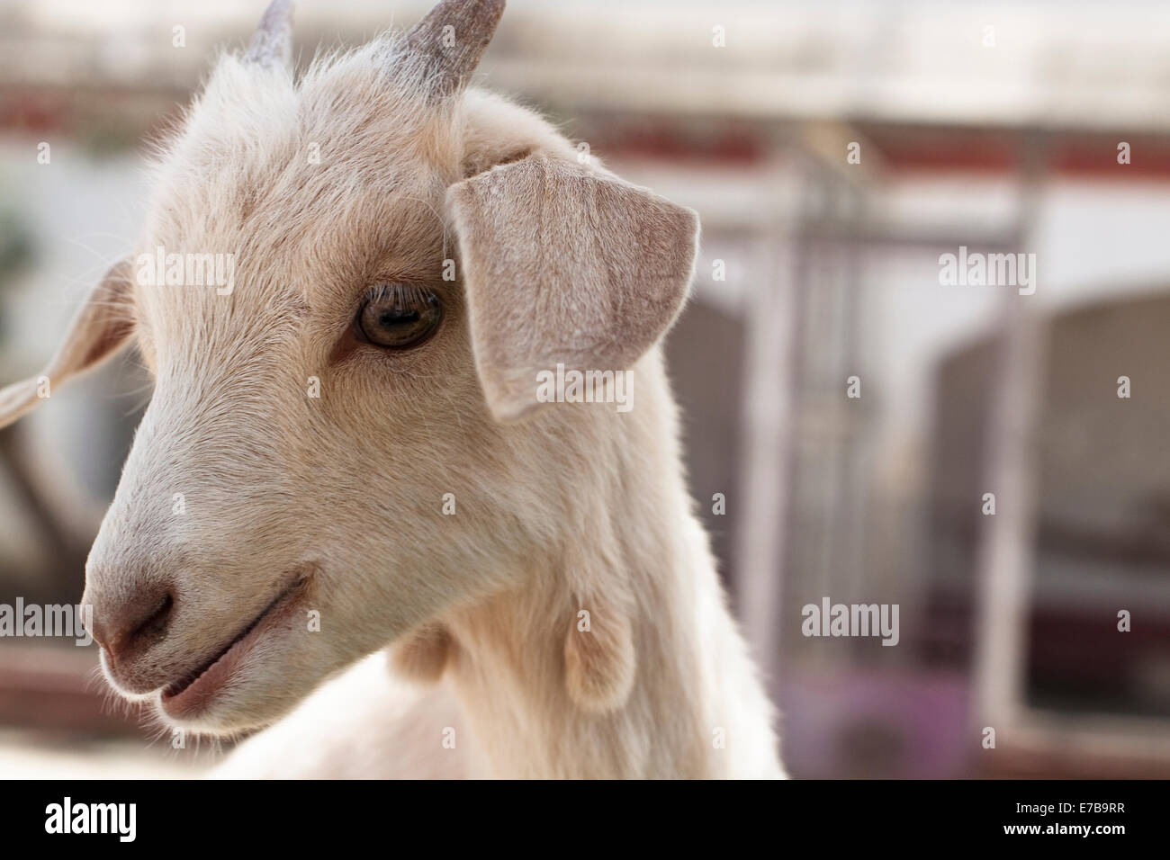 Shadow play goat hi-res stock photography and images - Alamy