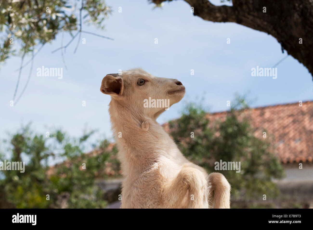Shadow of an goat hi-res stock photography and images - Alamy
