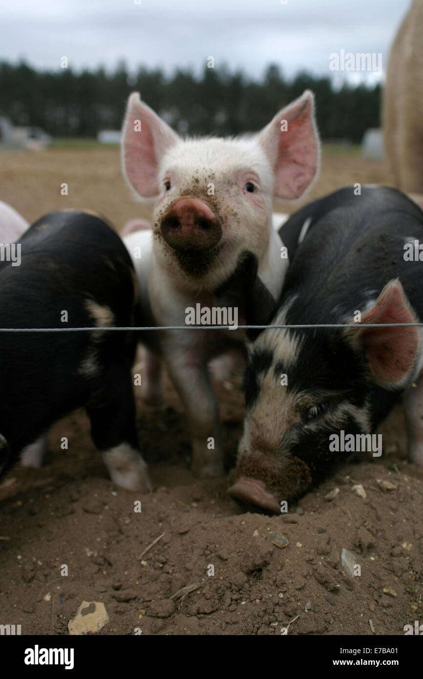 Three piglets rooting by an electric fence Stock Photo - Alamy